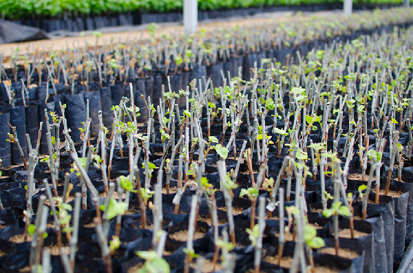 Scion Vines – Agronegocios Genesis